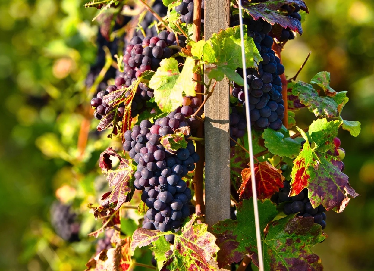 Champagne Blanc de Noirs: Una serata per le bollicine da Pinot Nero ...